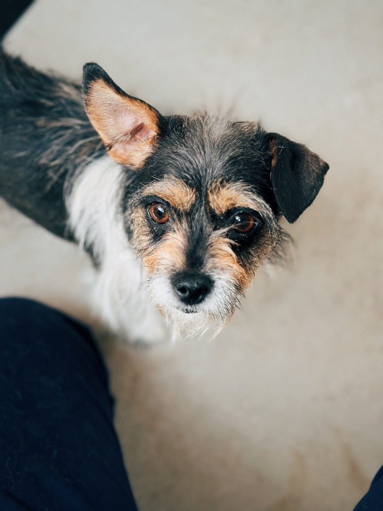Roxy - Small Female Mixed breed Mix Dog in NSW - PetRescue