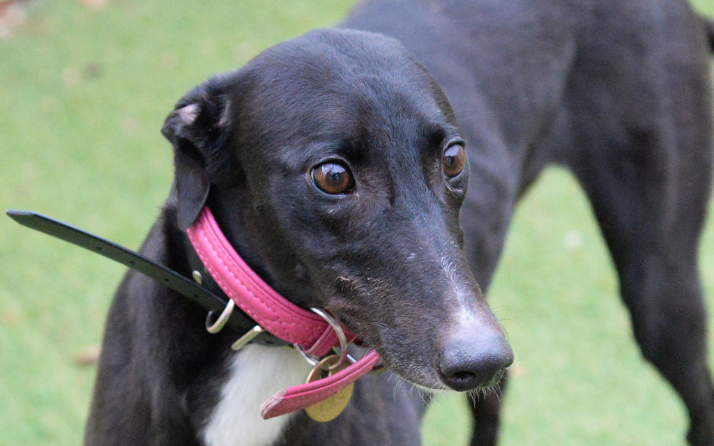 Betty - Medium Female Greyhound Dog in VIC - PetRescue
