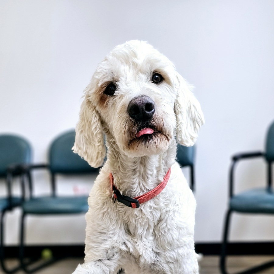 Daisy - Large Female Labrador Retriever x Poodle (Standard) Mix Dog in ...