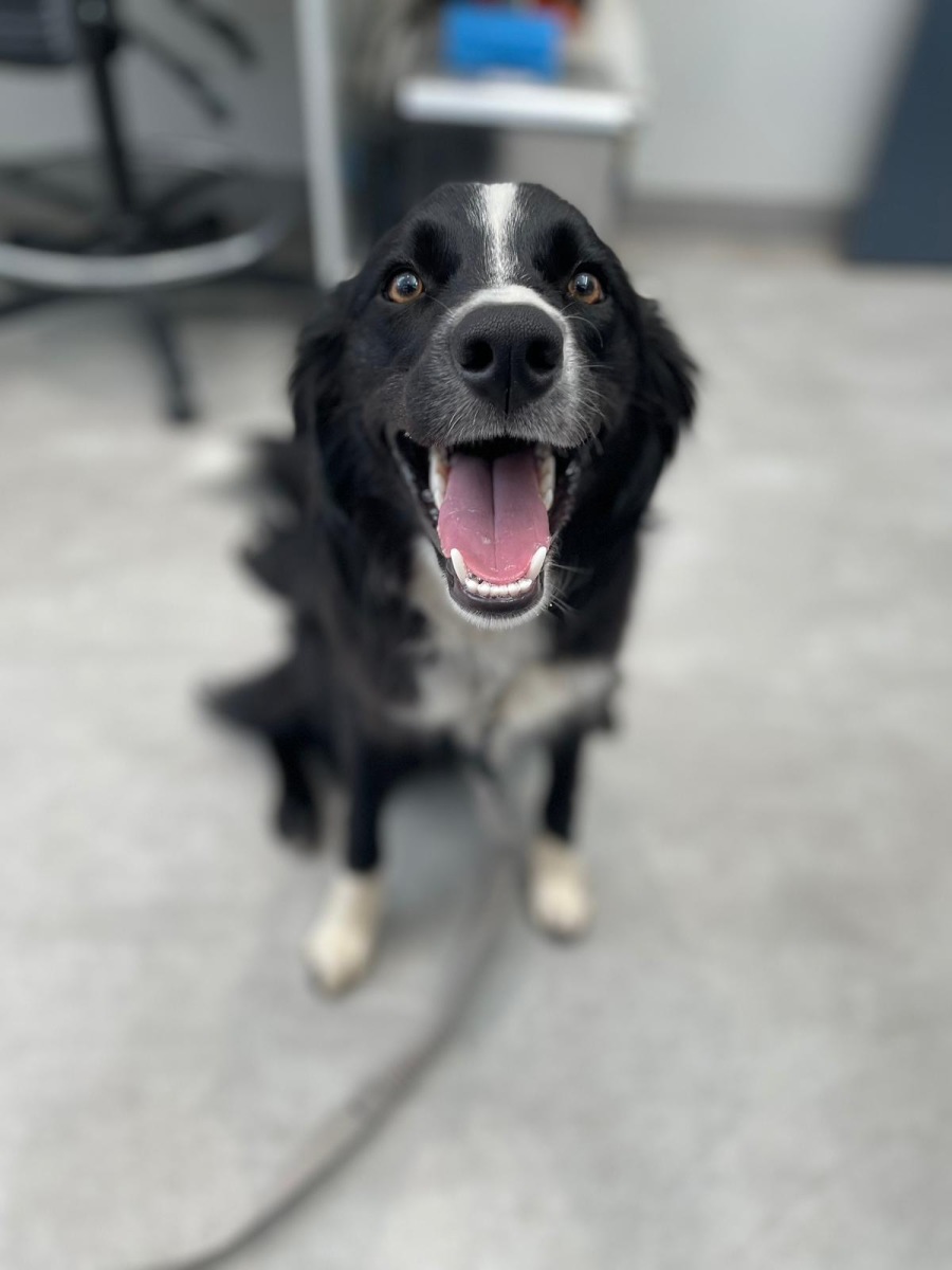 Layla - Medium Female Border Collie Dog in NSW - PetRescue