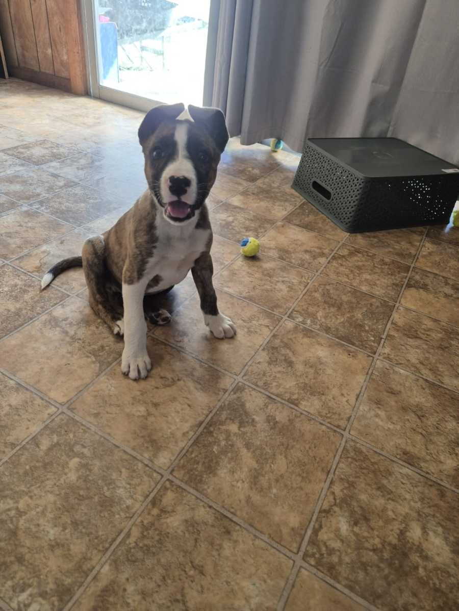 Theo - Large Male Border Collie x Irish Wolfhound Mix Dog in VIC ...