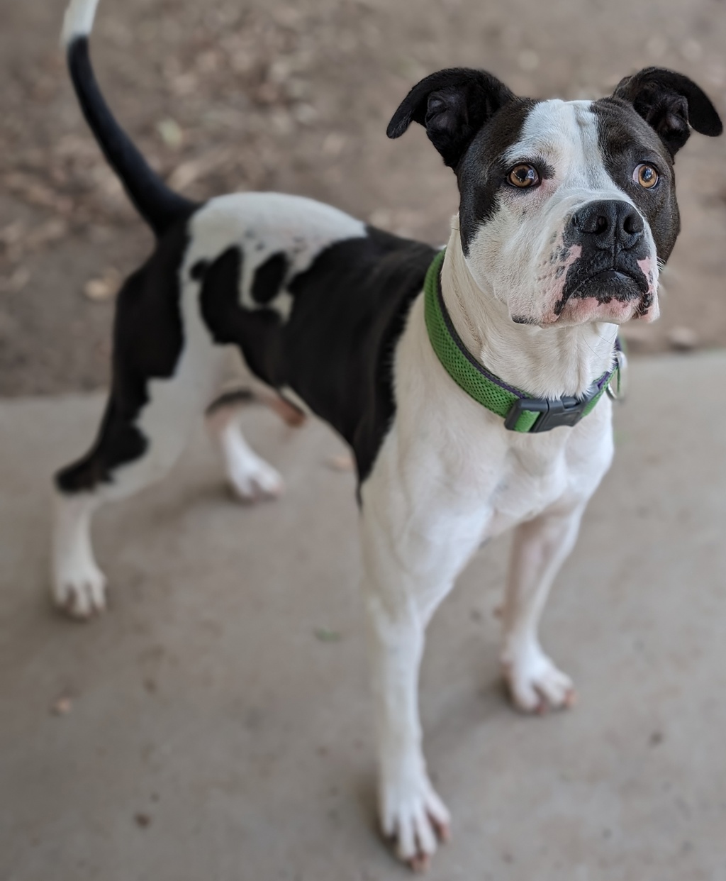 Square - Medium Male American Bulldog x Boxer Mix Dog in VIC - PetRescue