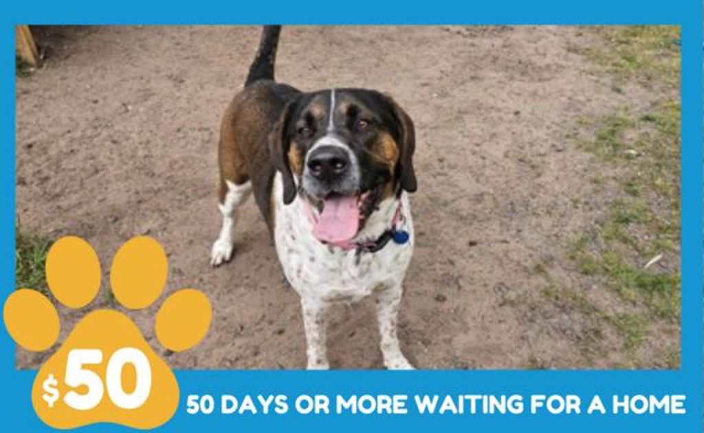 Georgie Porgie - Large Male Harrier Mix Dog in VIC - PetRescue