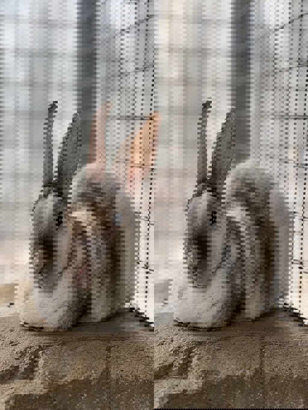 Sierra - Female Rex Mix Rabbit in ACT - PetRescue