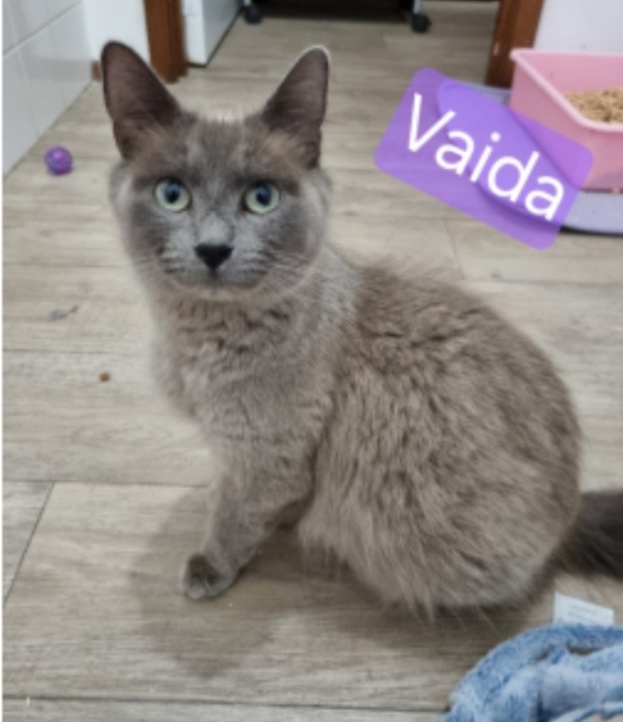 Vaida - Female Domestic Medium Hair (DMH) Mix Cat in VIC - PetRescue