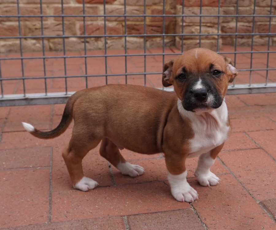 Levi - Medium Male Staffordshire Bull Terrier Mix Dog in WA - PetRescue