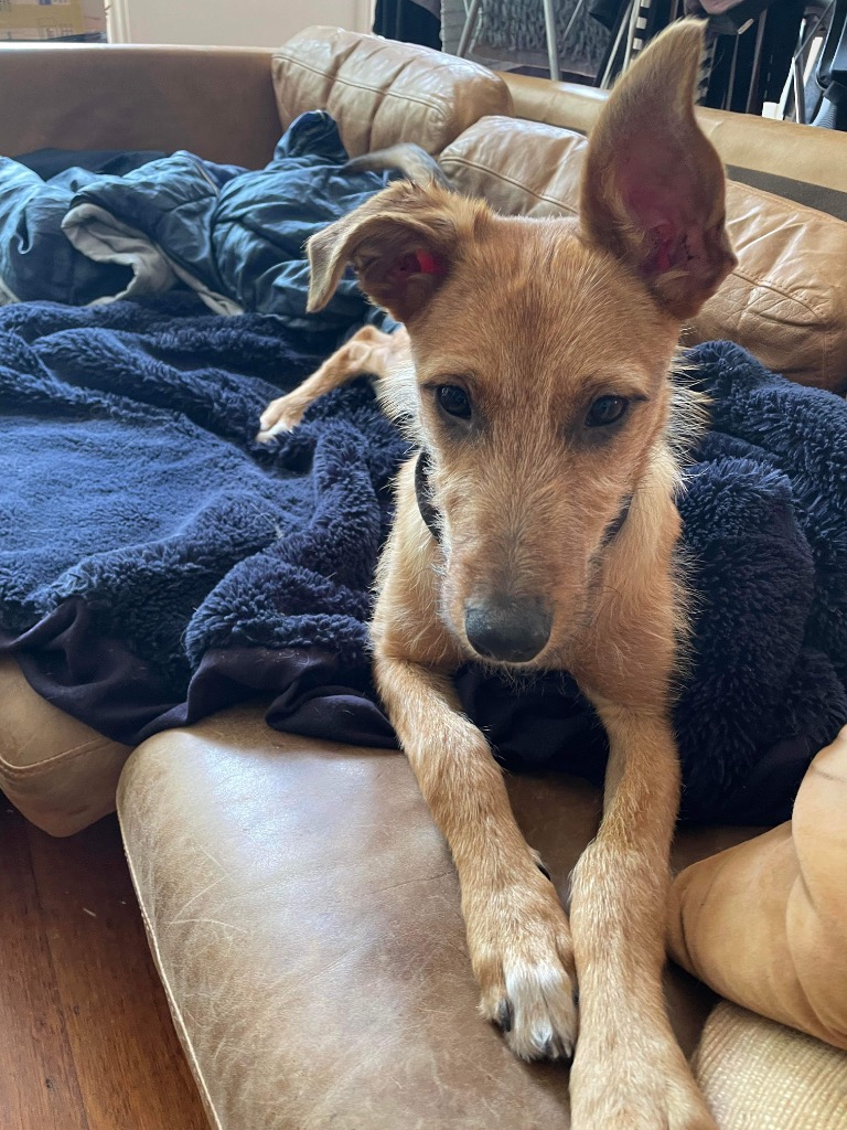 Reginald - Medium Male Mixed breed Dog in VIC - PetRescue