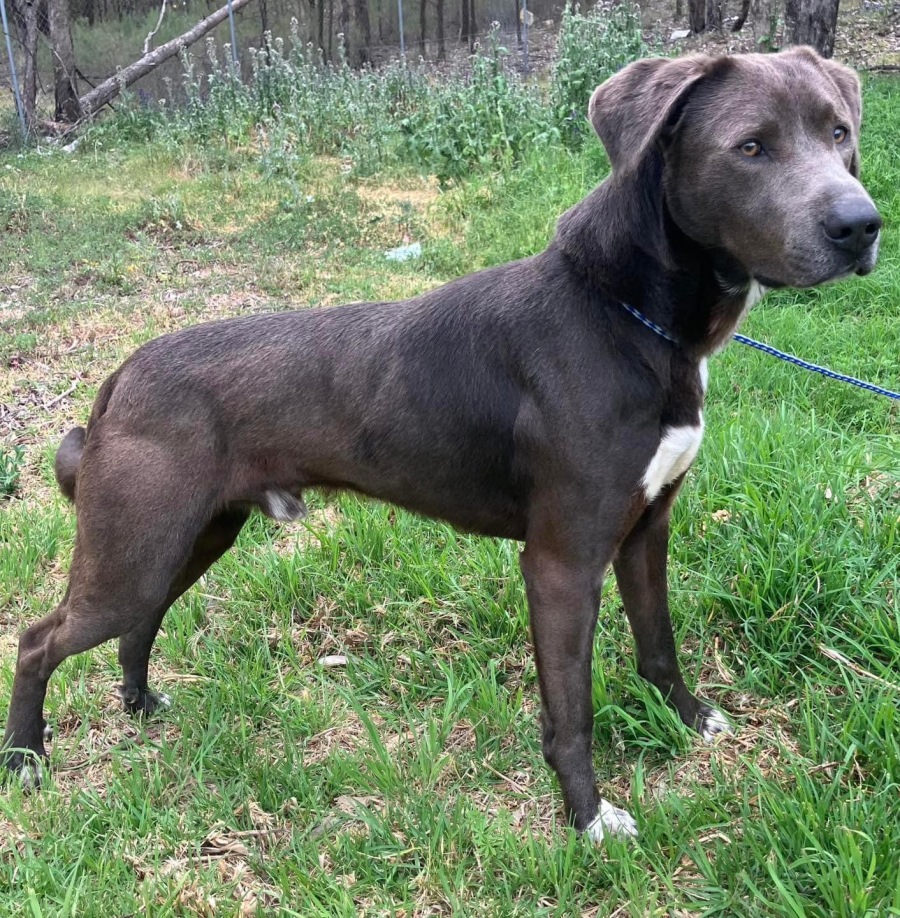 Ghost - Medium Male Pointer x Staffordshire Bull Terrier x Labrador ...