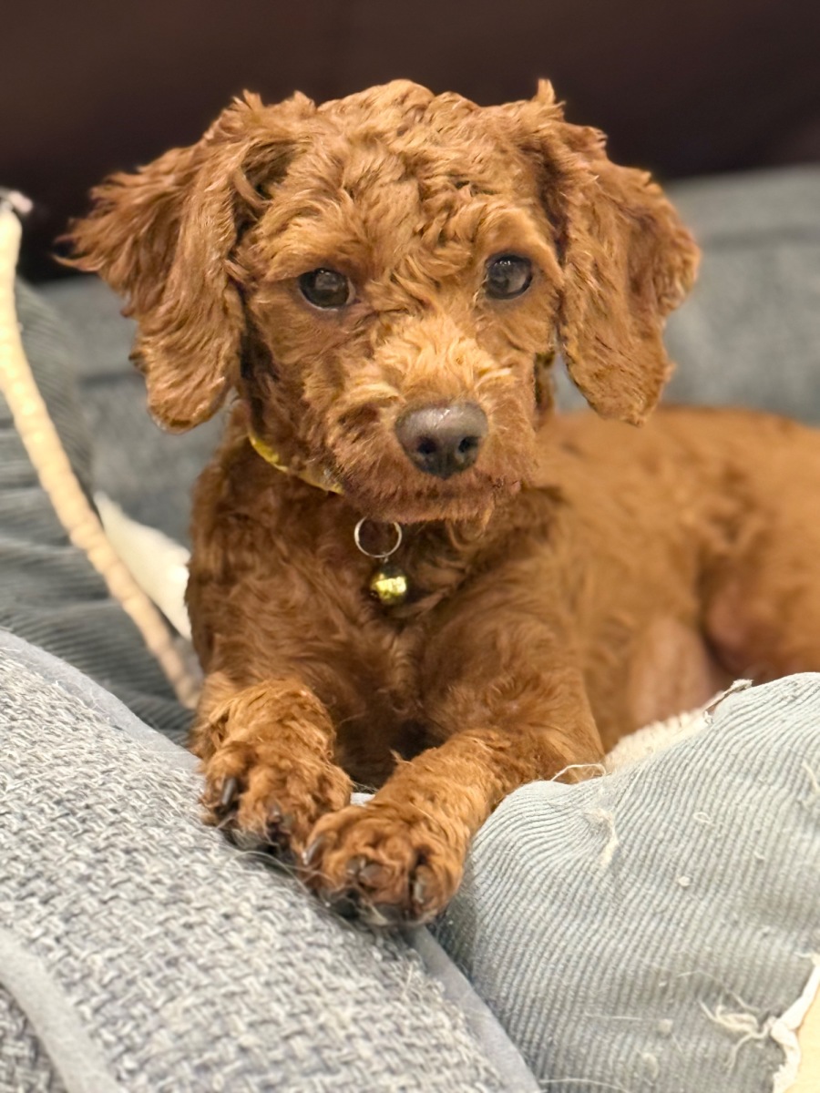 Brooklyn - Small Female Poodle (Toy) Mix Dog in VIC - PetRescue