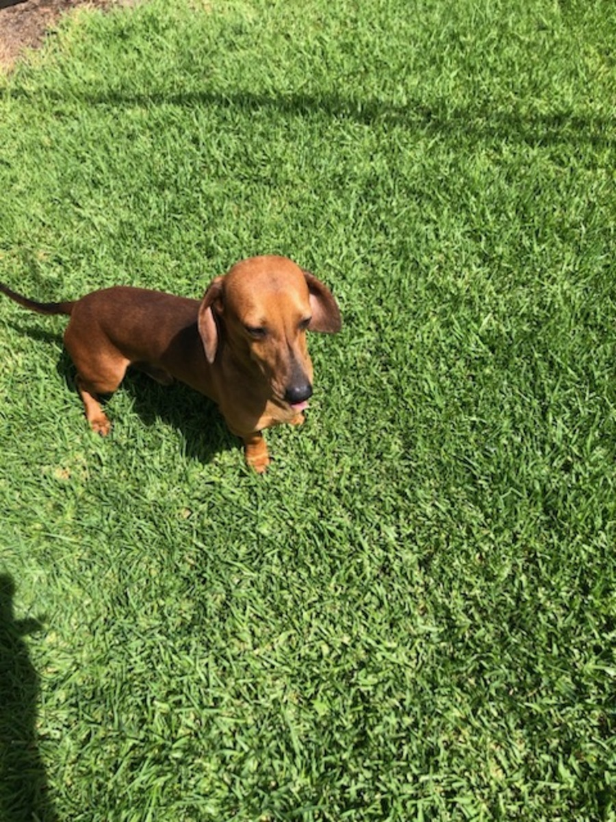 Turbo - Small Male Dachshund (Miniature) Dog in NSW - PetRescue