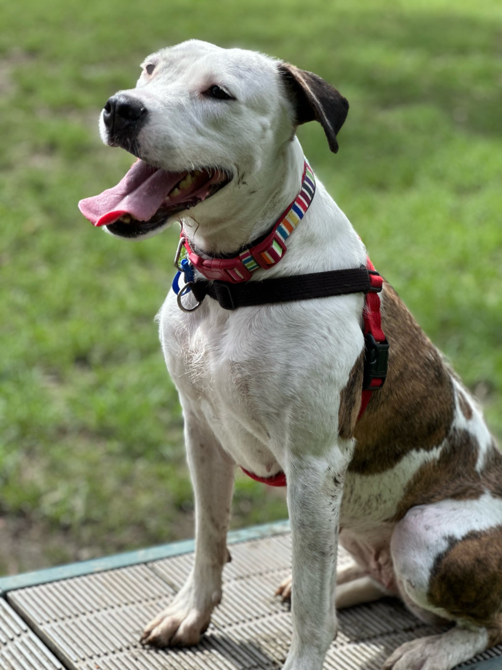 Chrissy - Medium Female Irish Wolfhound Mix Dog in QLD - PetRescue