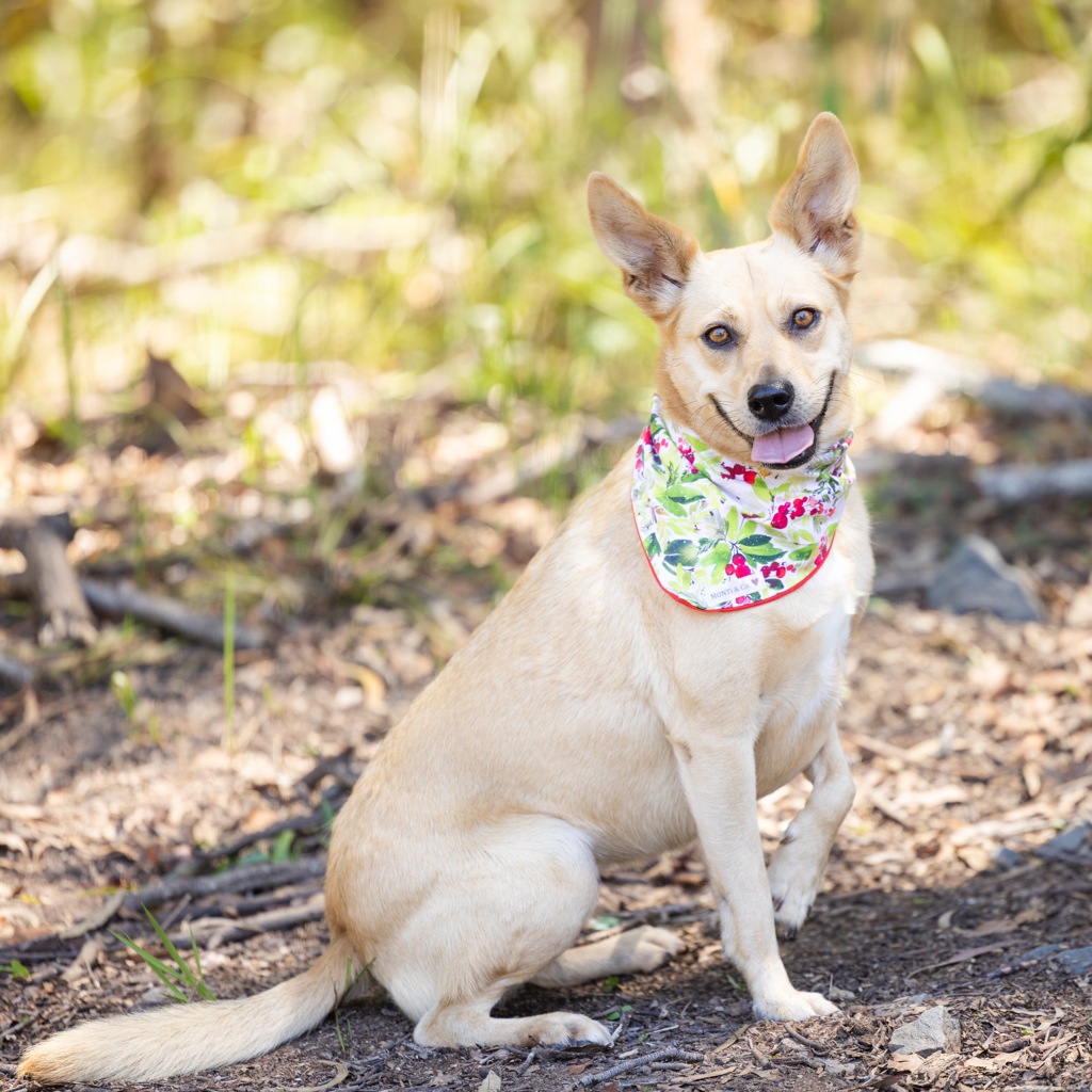Betty - Medium Female Border Collie x Australian Kelpie Mix Dog in QLD ...