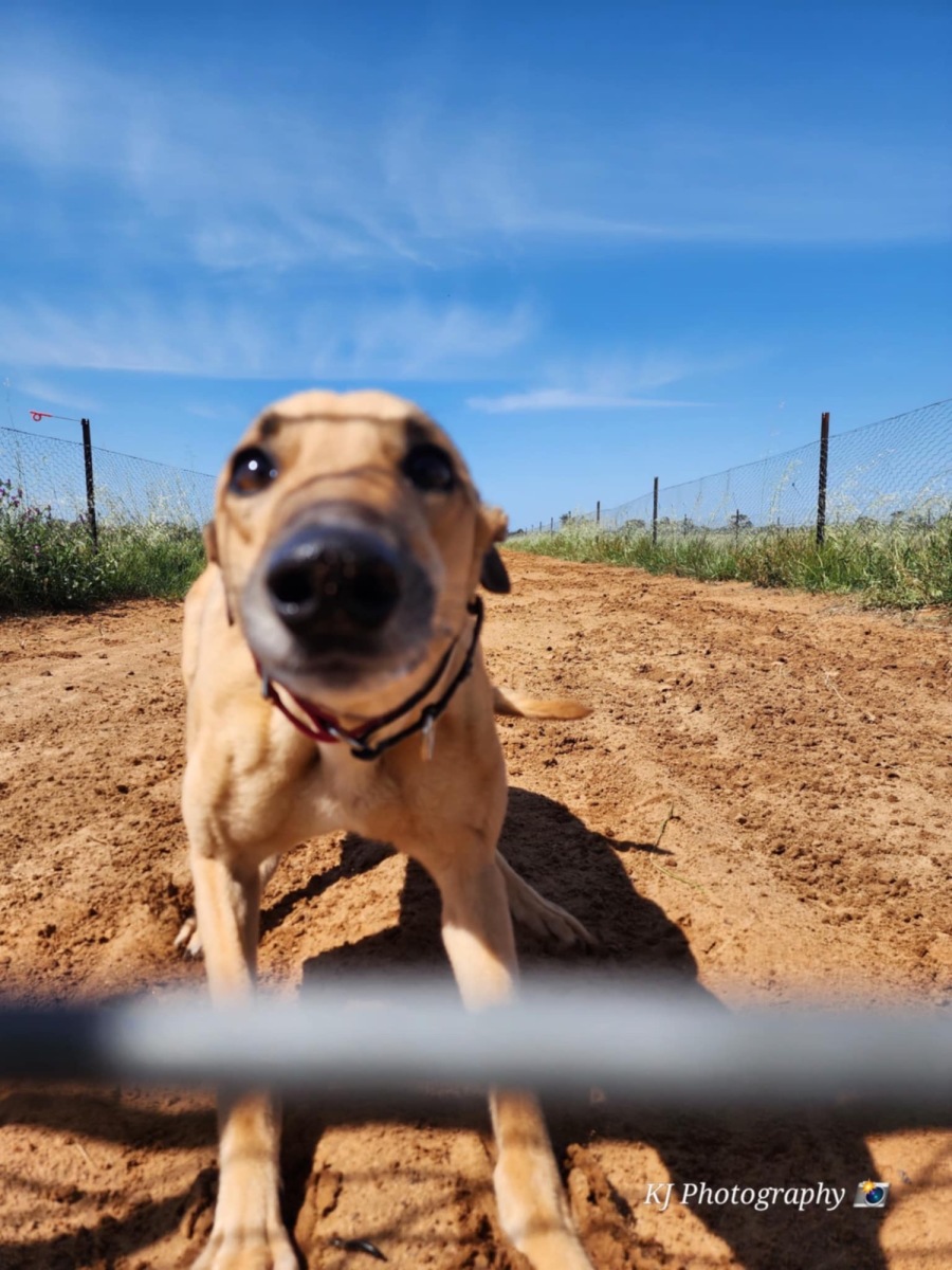 Millie - Small Female Greyhound Dog in VIC - PetRescue