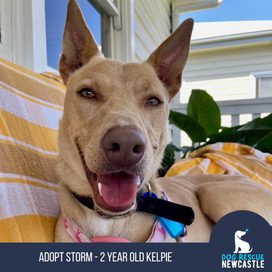 Storm - 2 year old Kelpie (Trial) - Medium Male Australian Kelpie Dog ...