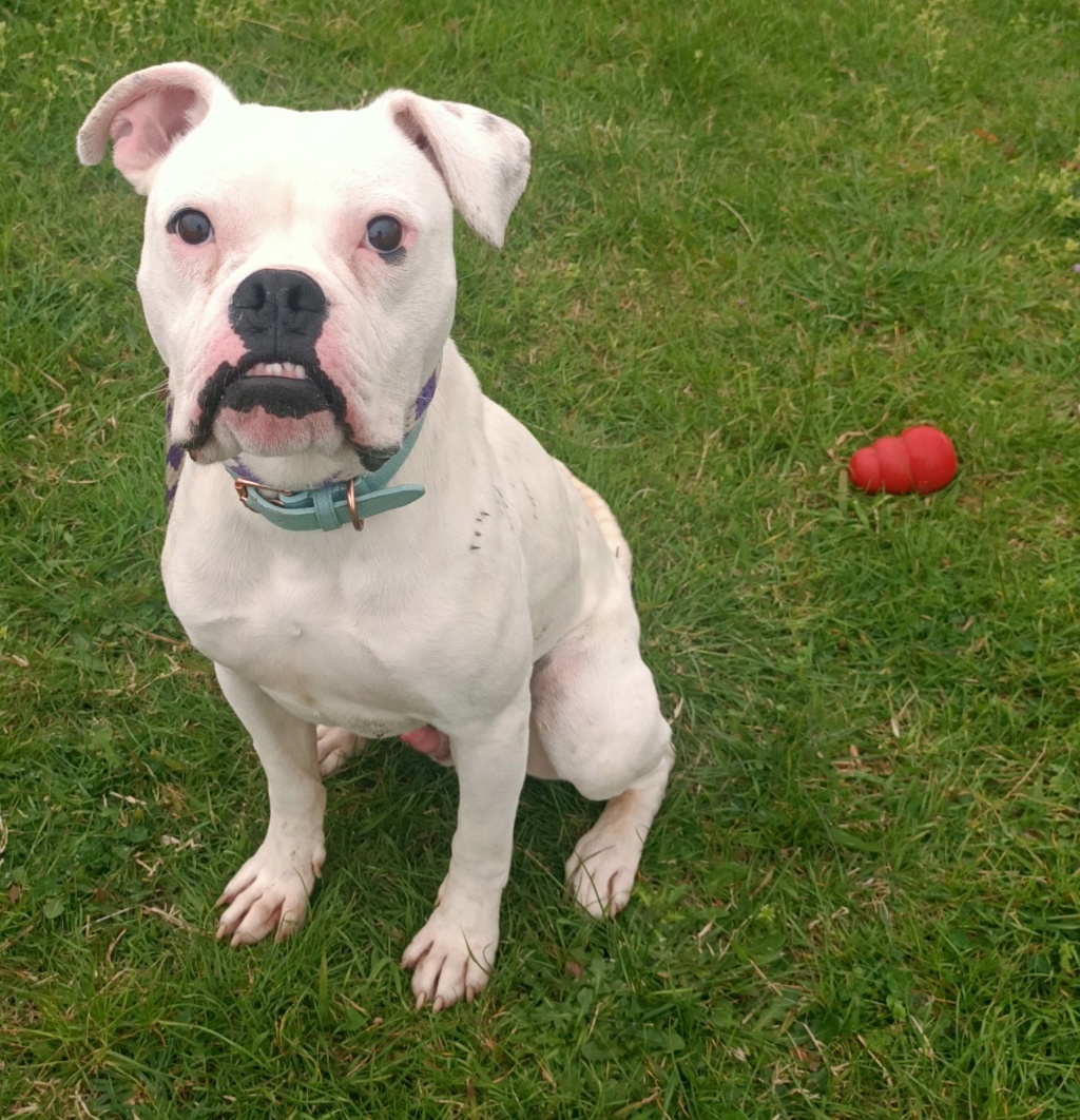Rebel - Medium Male American Bulldog Mix Dog in VIC - PetRescue