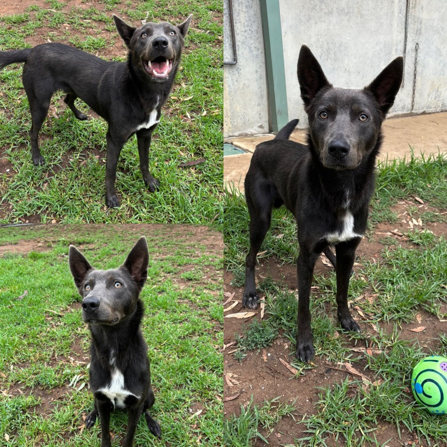 Blue - Medium Male Australian Kelpie Mix Dog in VIC - PetRescue