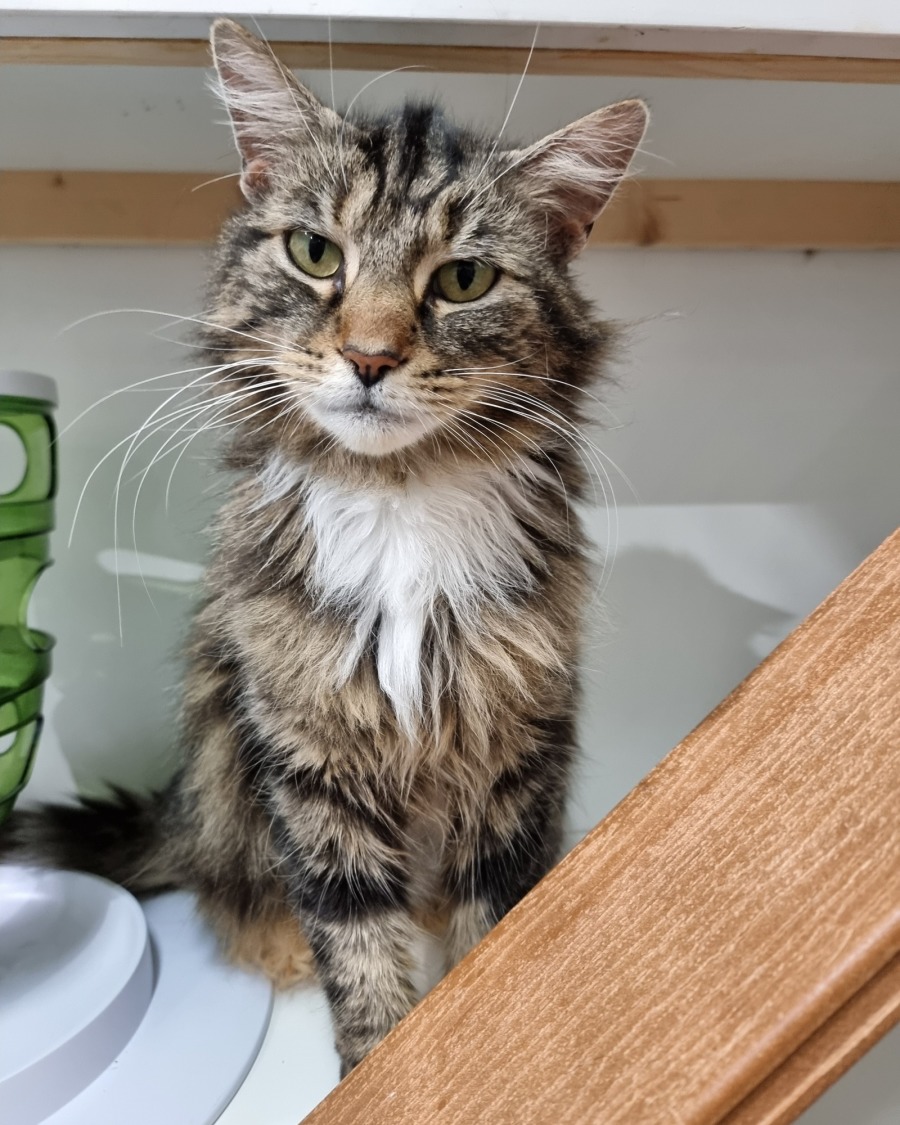 Scott - Male Domestic Medium Hair (DMH) Cat in VIC - PetRescue