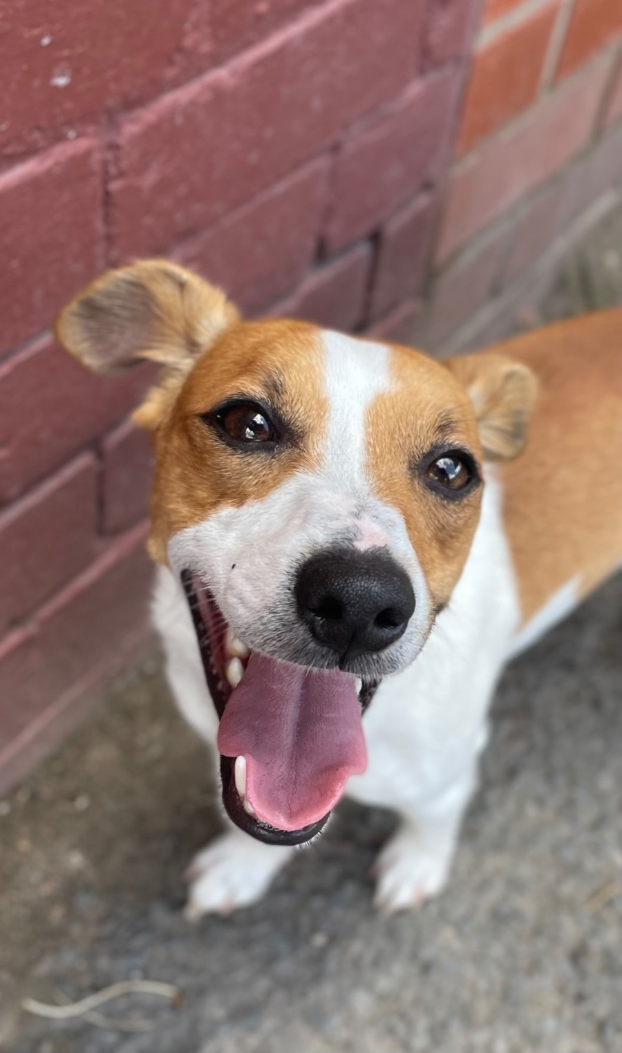 Bert - Small Male Jack Russell Terrier Dog in VIC - PetRescue