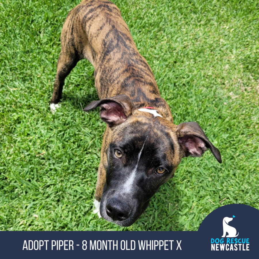Piper - 8 Month Old Whippet X - Medium Female Whippet Mix Dog in NSW ...