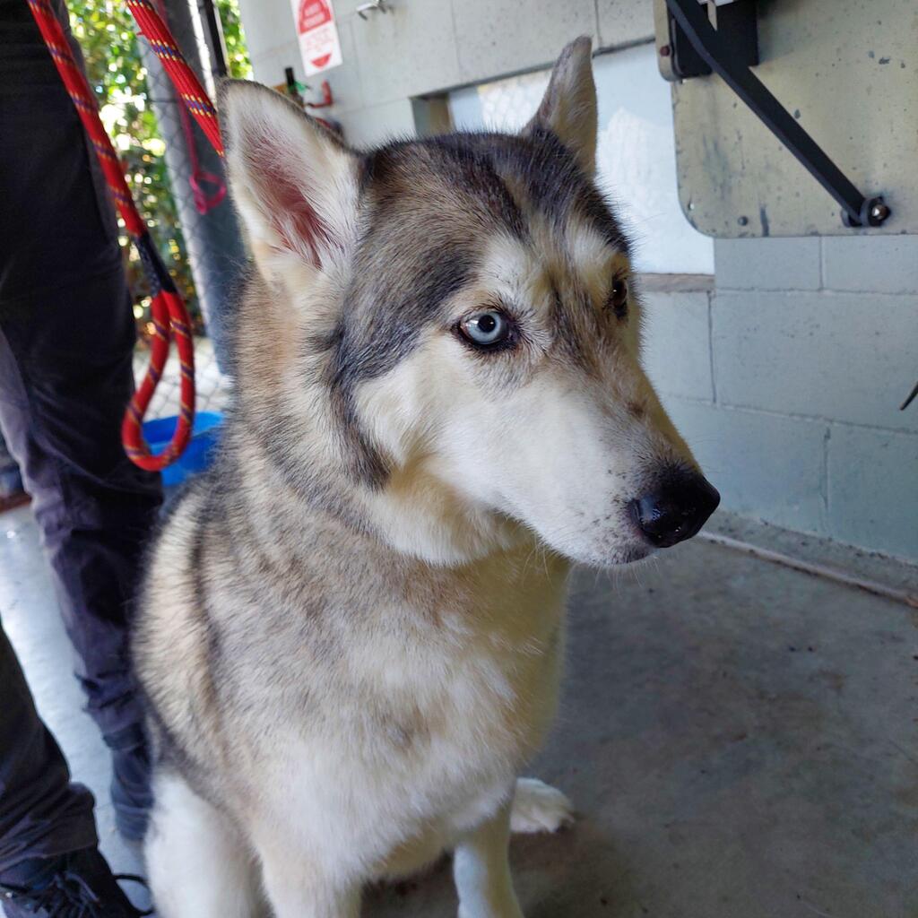 Rupert - Large Male Alaskan Malamute x Siberian Husky Mix Dog in QLD ...