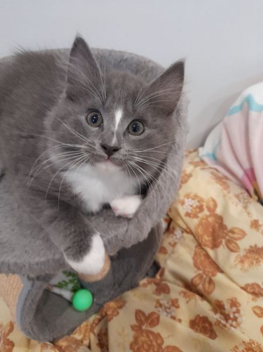 Quiche - Male Domestic Medium Hair (DMH) Cat in NSW - PetRescue