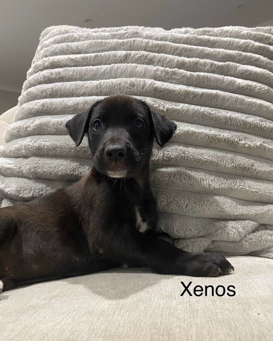Xenos - Large Male American Staffordshire Terrier Mix Dog in QLD ...