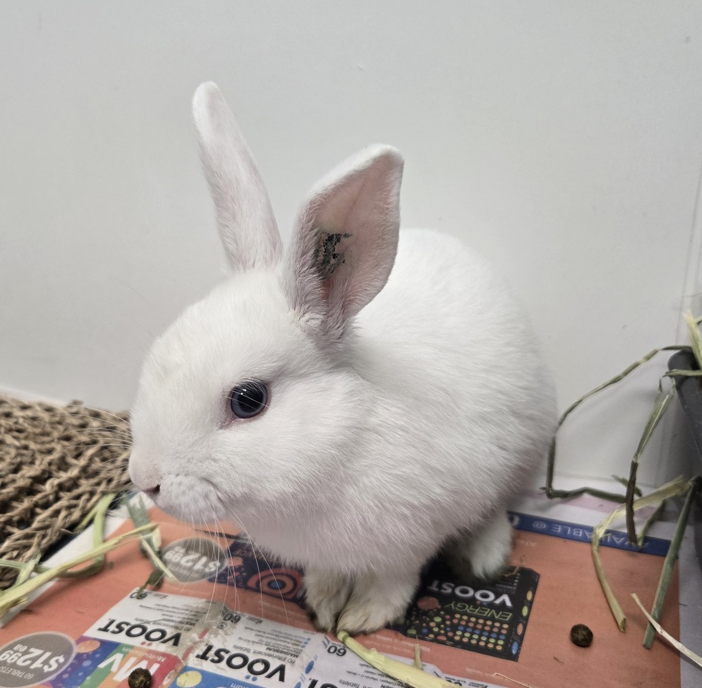 Pumba - Male Dwarf Mix Rabbit in VIC - PetRescue