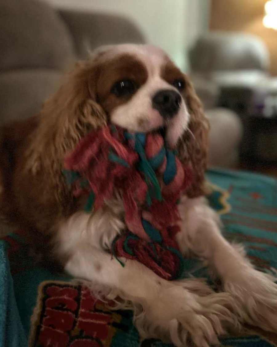 George - Small Male Cavalier King Charles Spaniel Dog in NSW - PetRescue