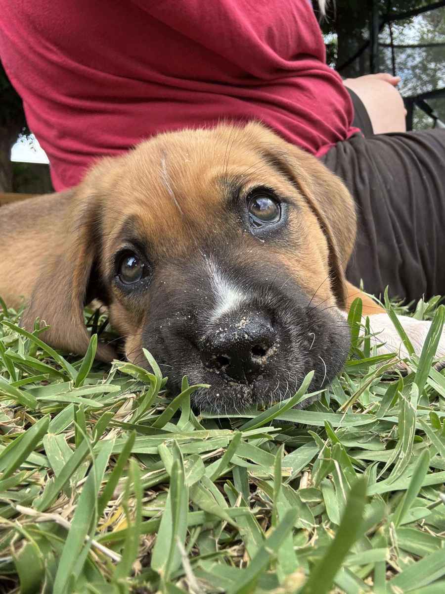 Anarchy - Large Male Labrador Retriever x Rhodesian Ridgeback Dog in ...