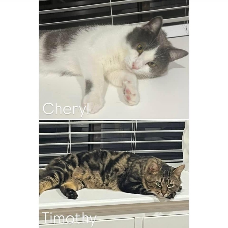 11102/3 - Cheryl & Timothy - Female Domestic Short Hair (DSH) Cat in WA - PetRescue