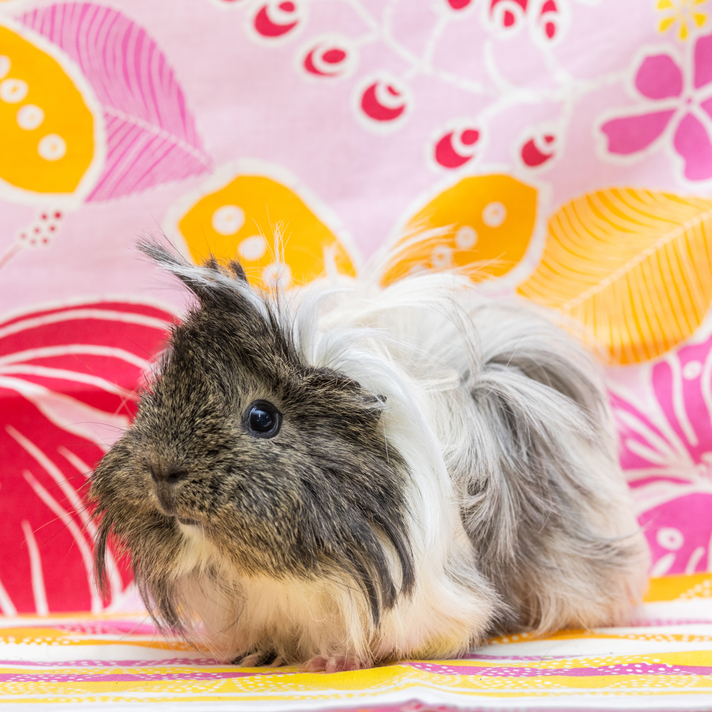 Mushroom - Female Short-hair Sheba Mini Yak Mix Guinea Pig in QLD ...