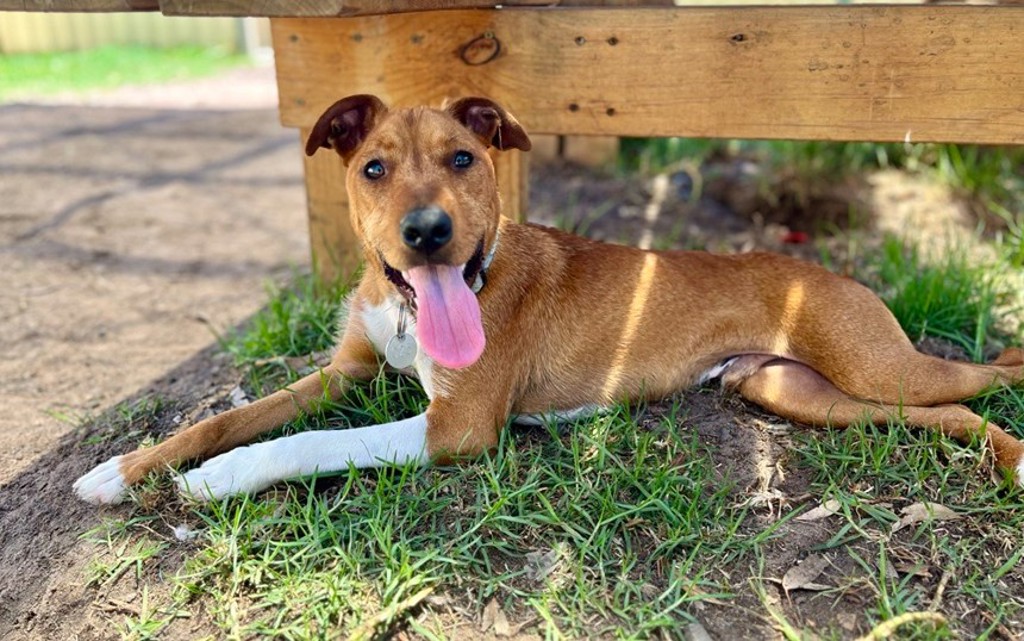 Terrence - Small Male Terrier Mix Dog in VIC - PetRescue