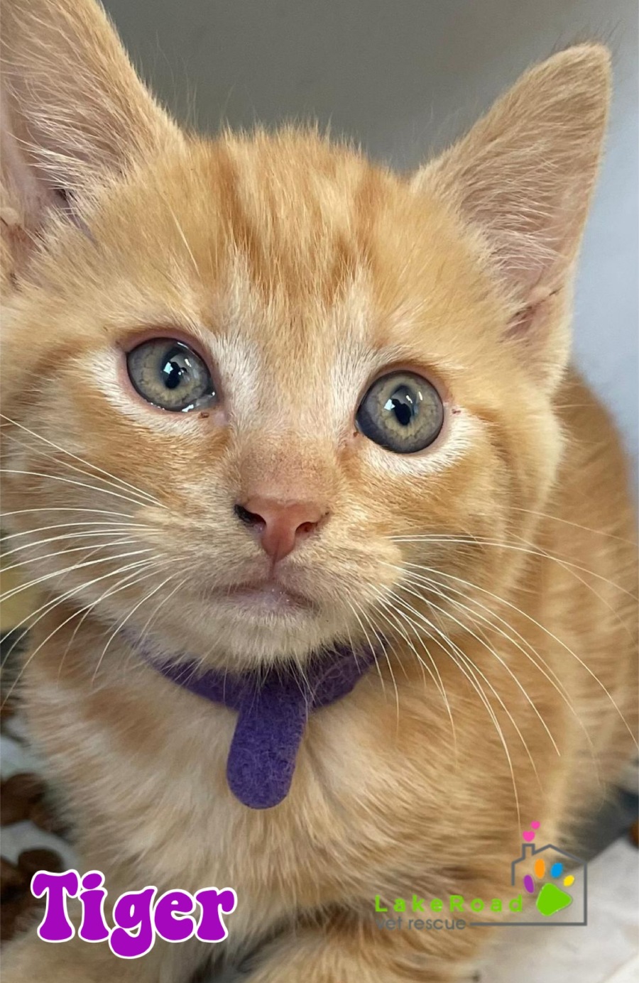 Tiger - Male Domestic Short Hair (DSH) Cat in NSW - PetRescue