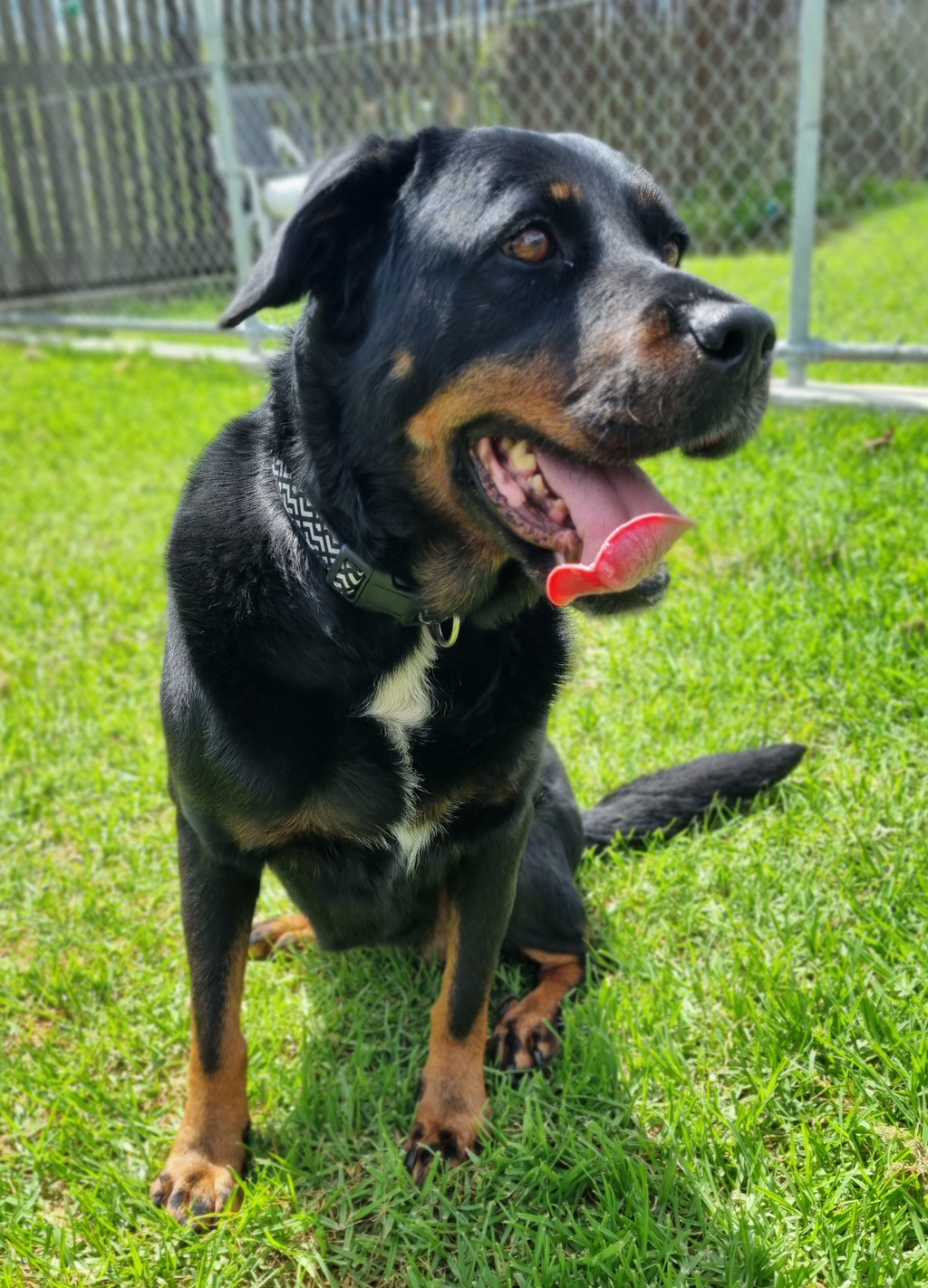 Brandy - Large Female Rottweiler x Labrador Retriever Mix Dog in QLD ...