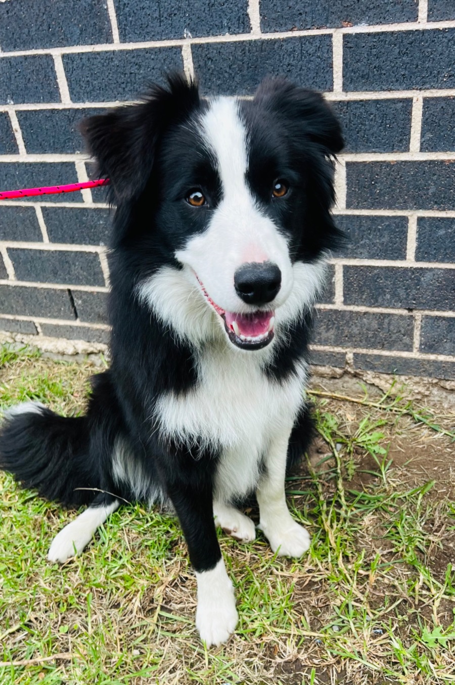 Harry - Medium Male Border Collie Dog in NSW - PetRescue