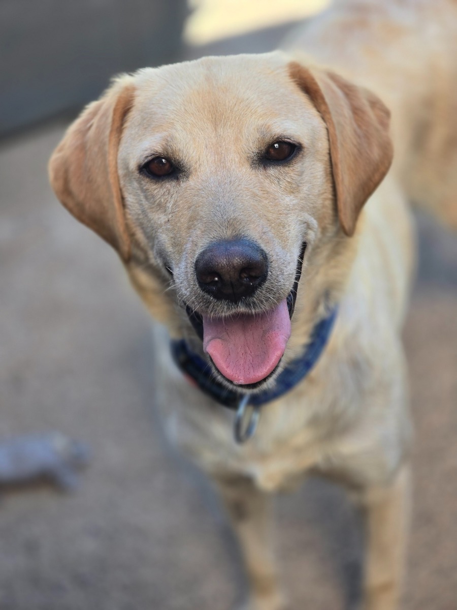 Faith - Medium Female Labrador Retriever Dog in VIC - PetRescue