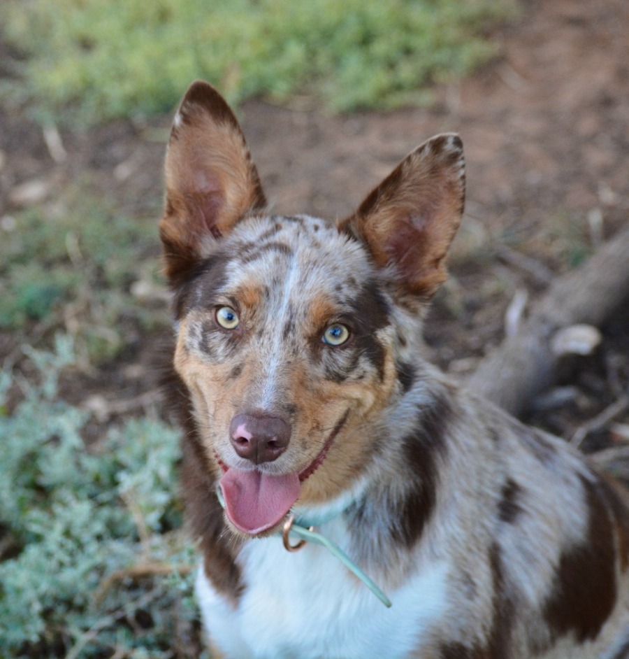 Milo - Medium Male Australian Shepherd x Australian Kelpie Mix Dog in ...