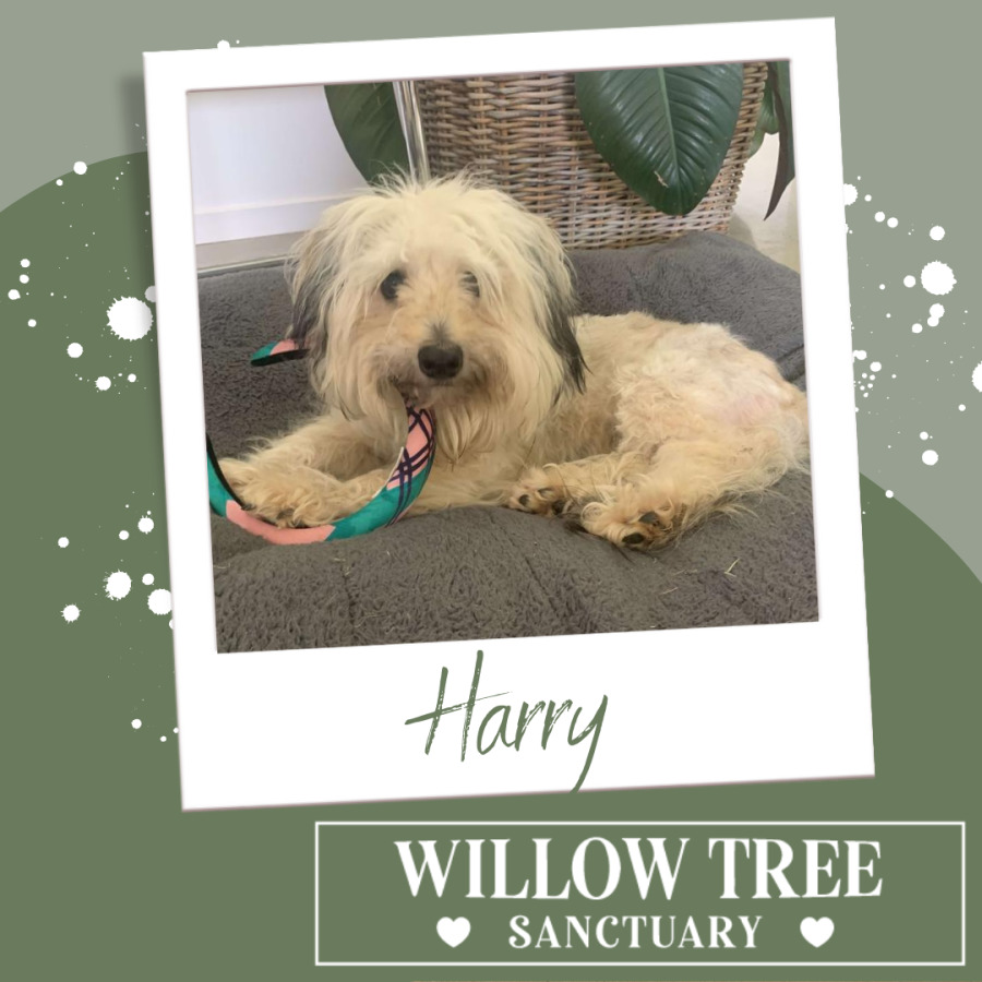 Harry - Small Male Maltese Mix Dog in NSW - PetRescue