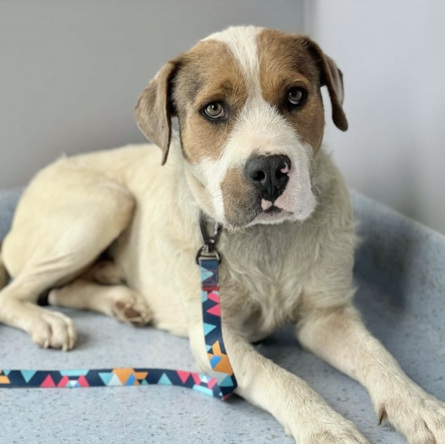 Peridot - Large Male Irish Wolfhound x Staffordshire Bull Terrier Mix ...