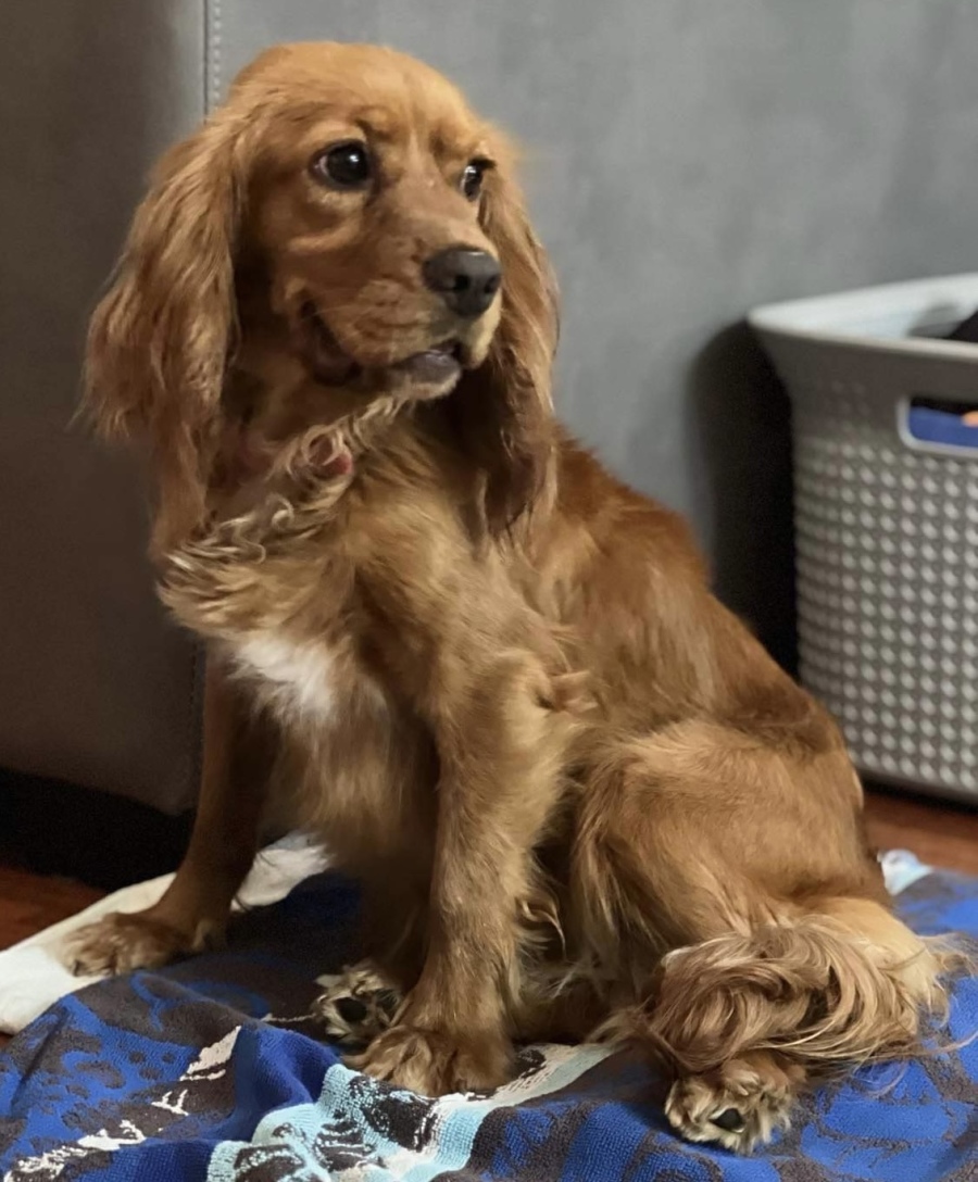 Coco - Medium Female Poodle (Toy) x Cocker Spaniel Dog in QLD - PetRescue