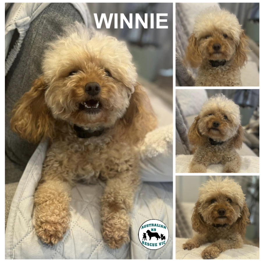 Winnie - Small Female Cavalier King Charles Spaniel Mix Dog in VIC - PetRescue