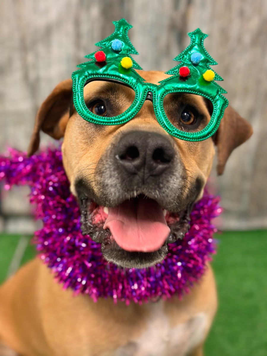 Rosie - Medium Female Bullmastiff x Great Dane Mix Dog in NSW - PetRescue