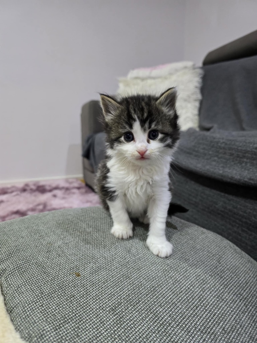 Howie - Male Domestic Medium Hair (DMH) Cat in VIC - PetRescue