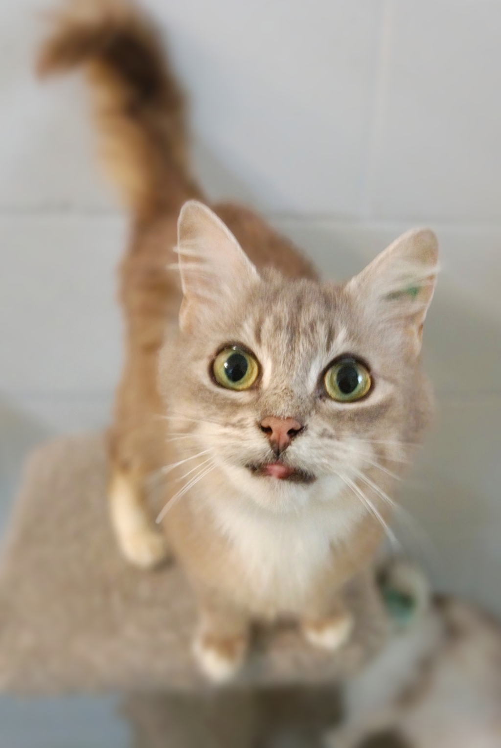 Sharyn - Female Domestic Medium Hair Mix Cat in TAS - PetRescue