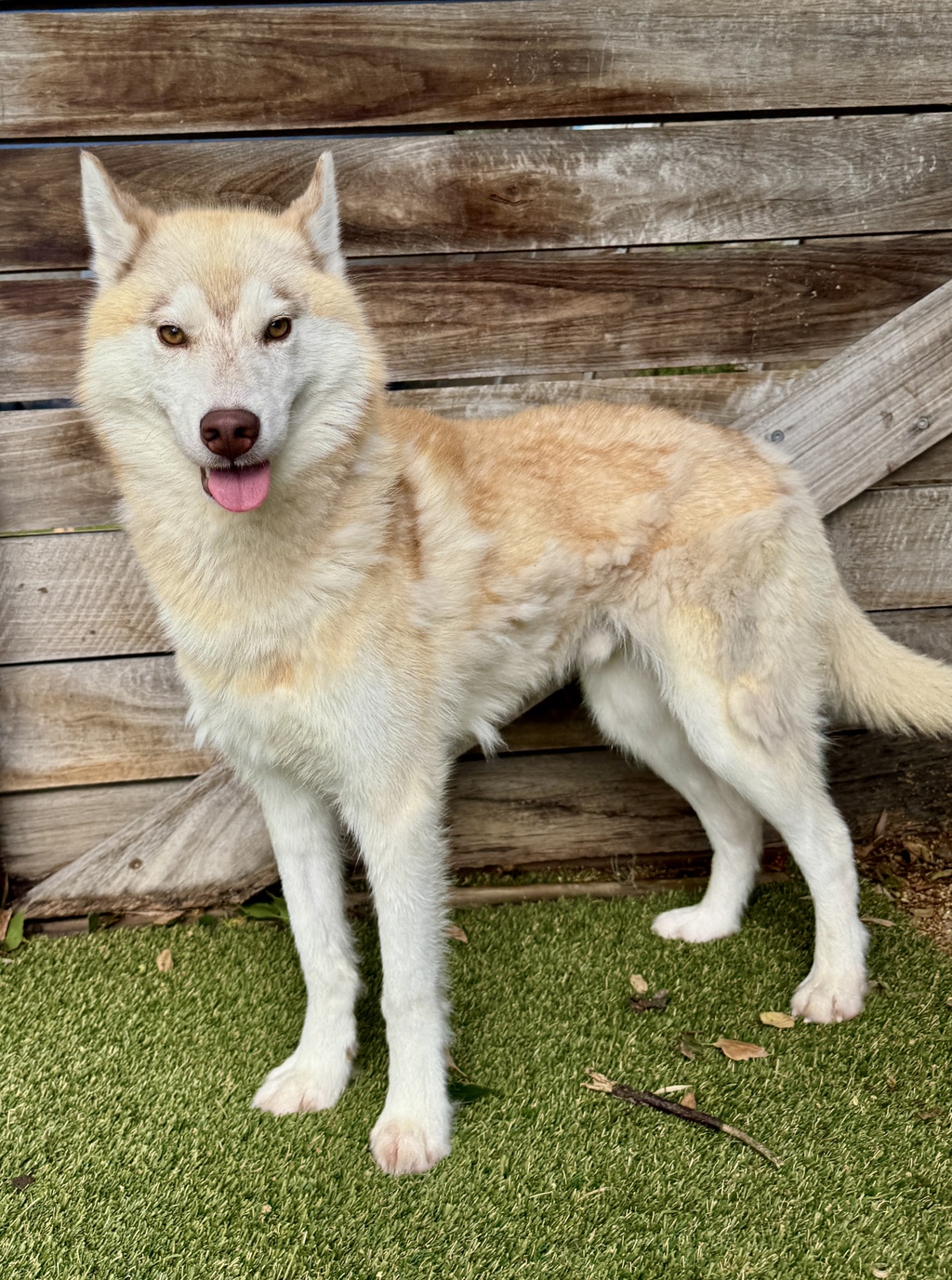 Levi - Medium Male Siberian Husky Dog in VIC - PetRescue