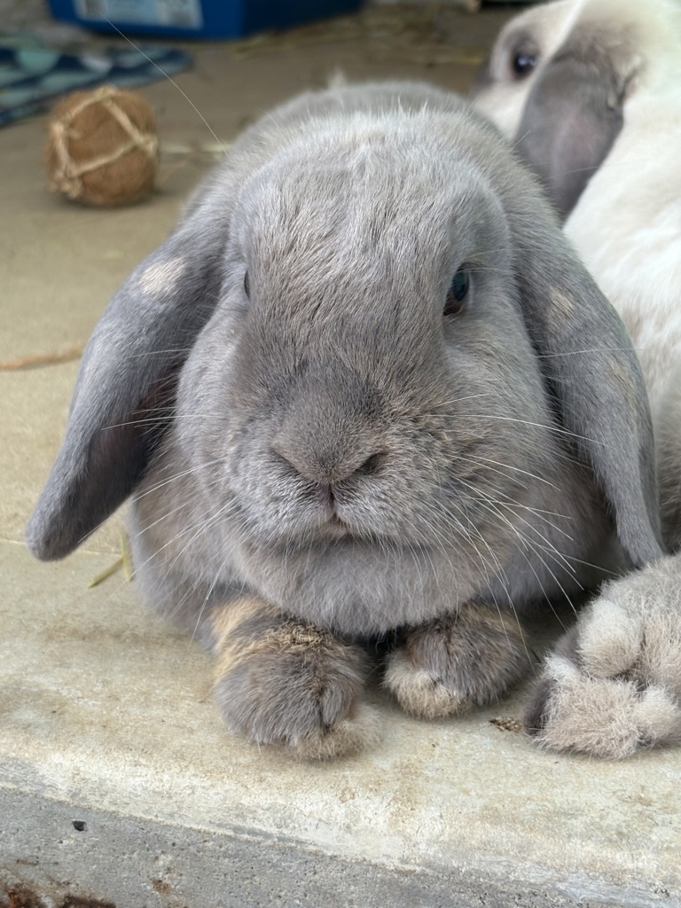 Abby - Female Lop Eared Mix Rabbit in NSW - PetRescue