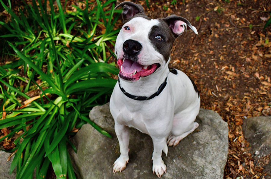 Justice - Medium Female Staffordshire Bull Terrier Mix Dog in NSW ...