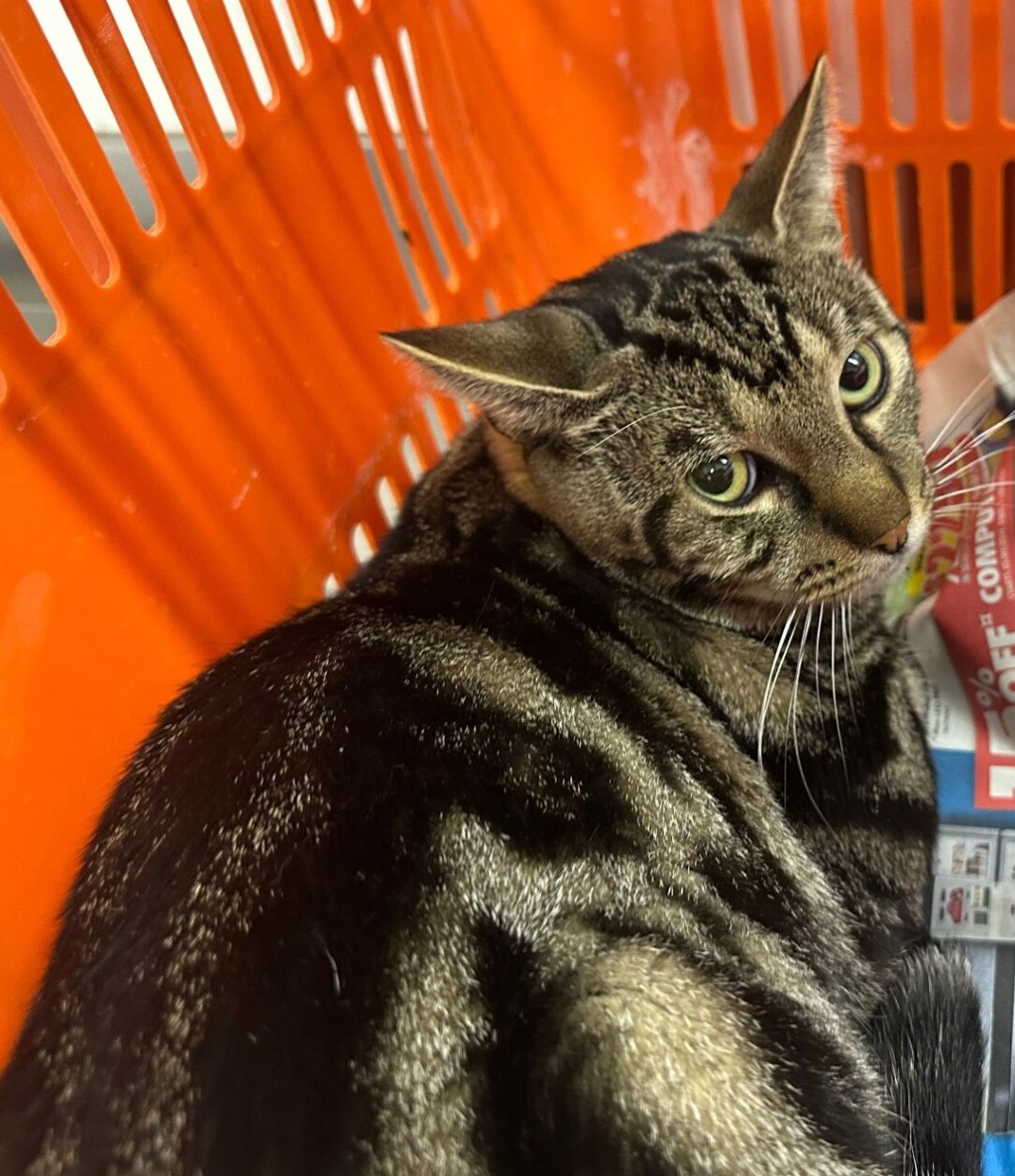 Shark Bay Mouse - Male Domestic Short Hair Mix Cat in WA - PetRescue