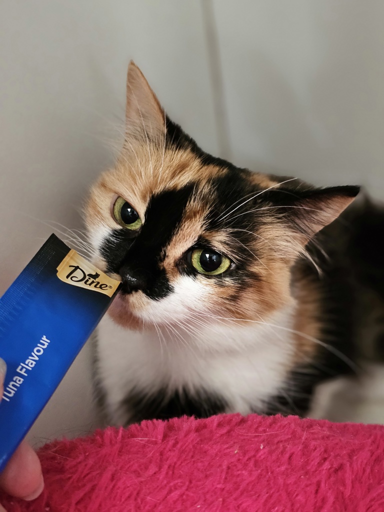 Prudence - Female Domestic Short Hair Mix Cat in NSW - PetRescue