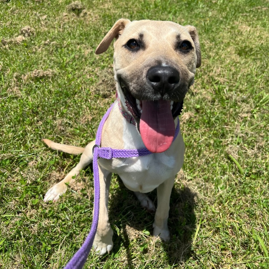 Roxy - Large Female American Bulldog x American Staffordshire Terrier ...